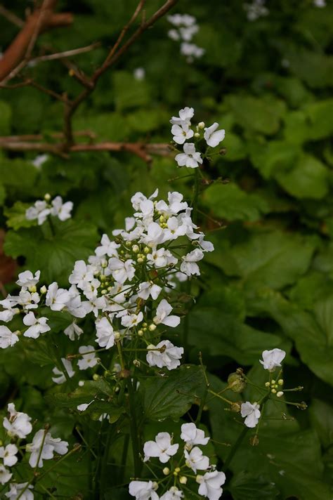 Pachyphragma Macrophyllum The Beth Chatto Gardens