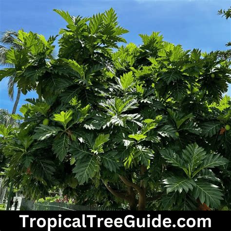 The Ultimate Guide To Growing Breadfruit Trees Tropical Tree Guide