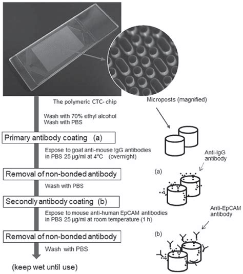 Process Outline Of Antibody Coating On The Polymeric Ctc Chip The