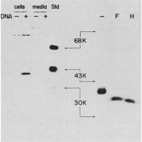 The Gh Ha Hybrid Protein Synthesized In Transfected Cells Is Download Scientific Diagram