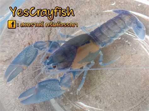 Cherax Destructor