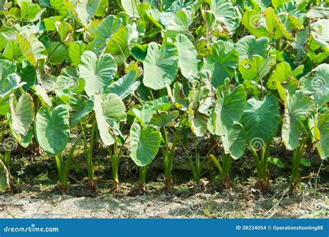 Taro Tree Stock Photo Image Of Natural Antiquorum Field