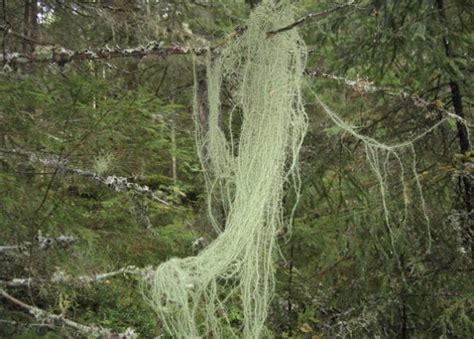 Лишайник уснея бородатая: полезные свойства и противопоказания ...