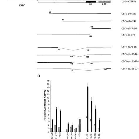 a model for c ebp function a a comparison of the mapped regulatory