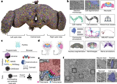 Neuronal Wiring Diagram Of An Adult Brain Flipboard