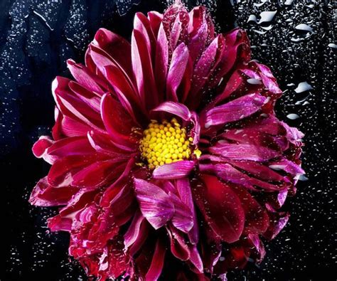 핑크 플라워 배경화면 Phoneky에서 모바일로 다운로드