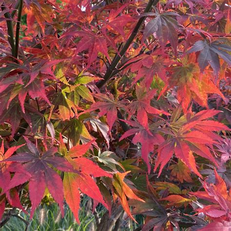 Acer Palmatum ‘sumi Nagashi Miles Japanese Maples
