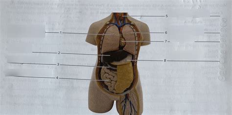Human Torso Model Labeled Quiz At Brayden Watts Blog