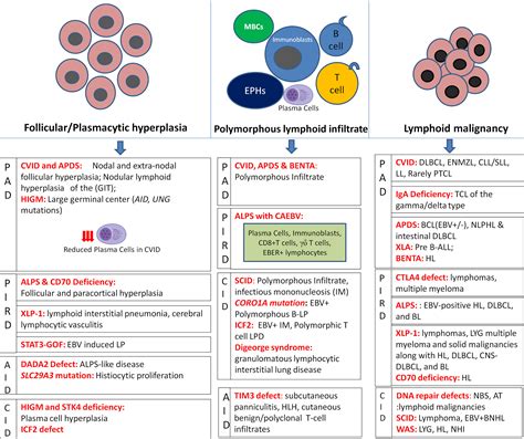 Autoimmune T Cell Lymphoma At Mary Mckeehan Blog