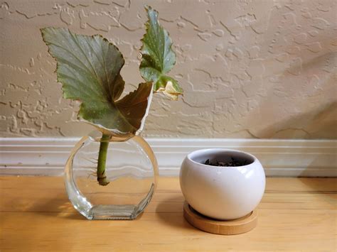 How To Propagate Begonia Step By Step Guide With Pictures