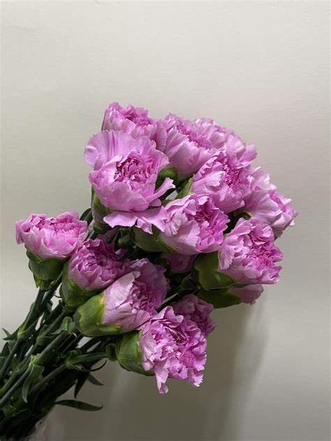 카네이션 버마니아 에이스플라워｜온라인꽃시장 온라인꽃도매