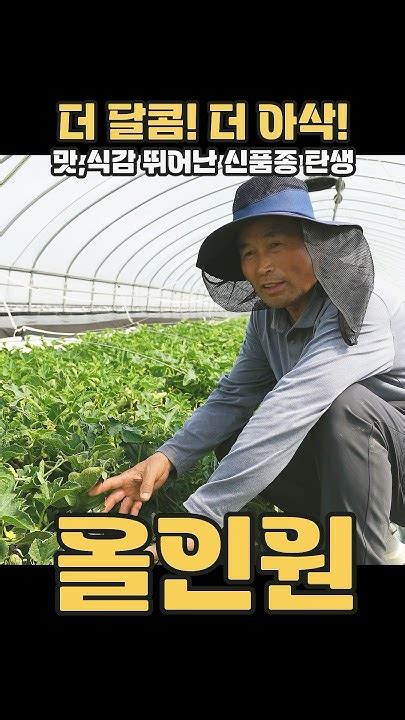 더기반 참외품종 올인원 참외재배 재배노하우 성주참외 참외 Thekiban Youtube
