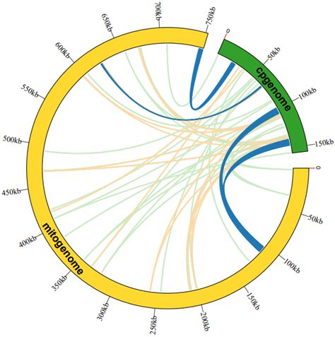 A High Quality Assembly And Comparative Analysis Of The Mitogenome Of