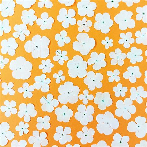 خرید و قیمت گل خشک بداغ بسته 10 عددی فروشگاه جعبه