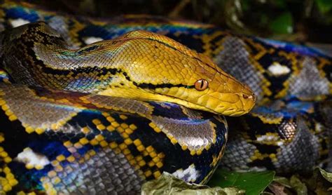 Reticulated Python Facts Distribution And Population Biodb