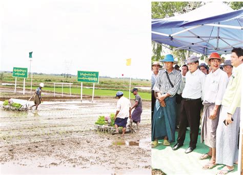 ပဲခူးတိုင်းဒေသကြီး ဝန်ကြီးချုပ် ဒိုက်ဦးမြို့နယ်အတွင်း စိုက်ပျိုးစွမ