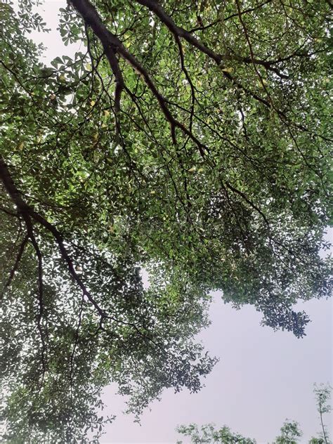 Take Shelter Under A Tree Stock Image Image Of Beautiful 255574525