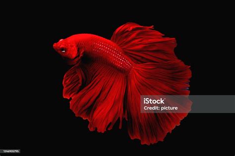 아름다운 베타 물고기 또는 검은 배경에 고립 된 다채로운 반달 꼬리의 순간을 움직이는 물고기와 싸우는 감금 상태에 대한 스톡 사진 및 기타 이미지 Istock