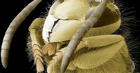 80 Images Taken By An Electronic Microscope Album On Imgur