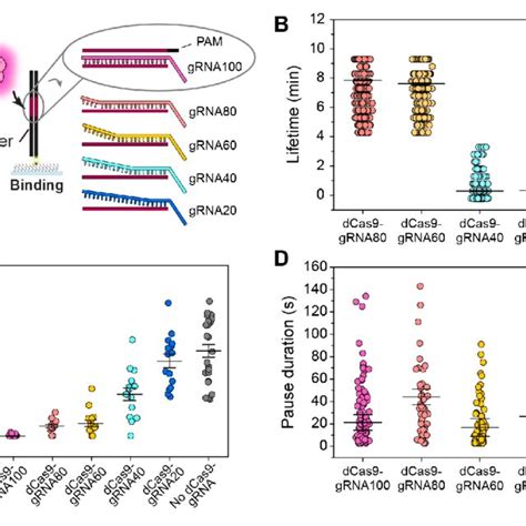 Stalled Replication Rescue At Less Stable Roadblocks A Schematic Download Scientific Diagram Stalled Replication Rescue At Less Stable Roadblocks A Schematic Download Scientific Diagram
