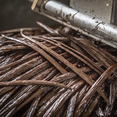 Mastering The Art Of Vanilla Bean Cake Roll Recipes New York Vanilla