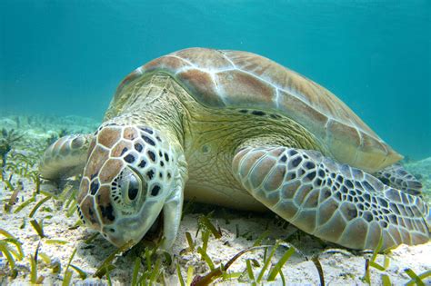 Sea Turtles In The Ocean