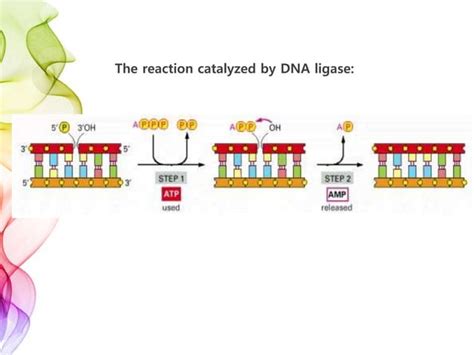 Replication Fork Final Pptx