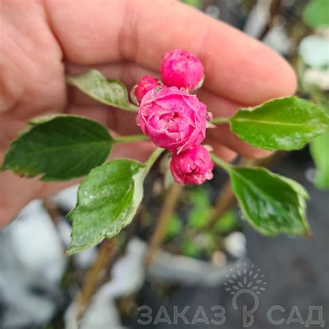 Яблоня розовая декоративная Бренди Мэджик 🌺 - описание сорта