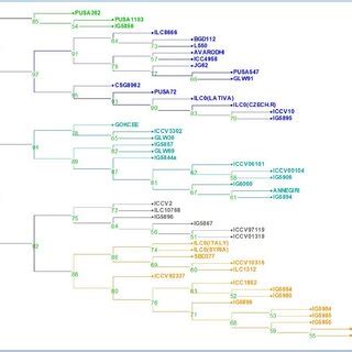 Dendrogram Generated From An Unweighted Pair Group Method Analysis
