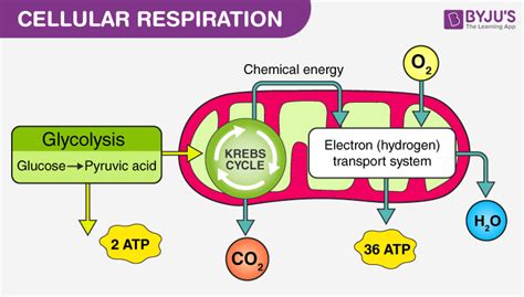 Cellular Respiration - Respiration, Anabolism and Catabolism