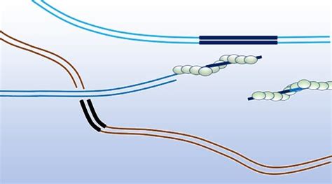 Finding The Perfect Match Search For Homologous DNA Sequences During DNA Repair Advanced