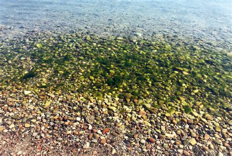 Algae Examples