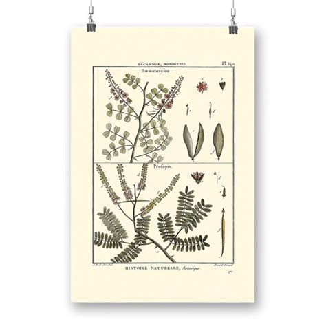 Ferns Classification