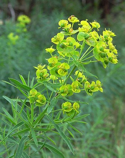 Leafy Spurge State Designated Weed Fremont County Weed And Pest