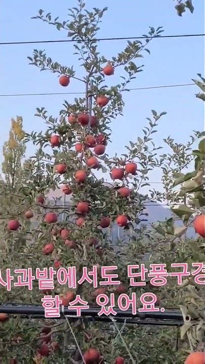 사과밭에서 가을부사 수확하면서 단풍구경 Youtube