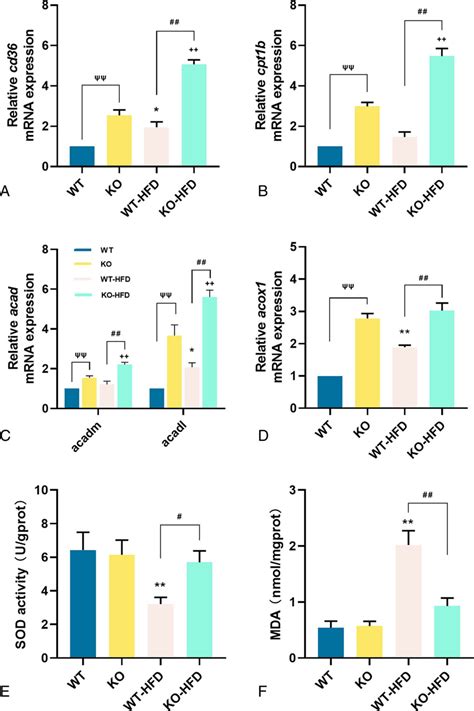 Txnip Gene Knockout Improved The Fatty Acid Oxidation Capacity In Download Scientific Diagram