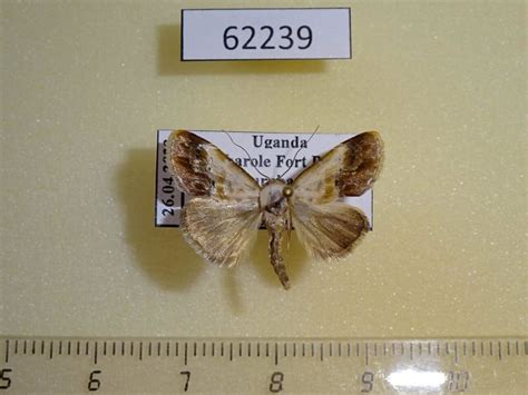 Noctuidae Negeta Purpurascens Uganda Fareastinsects