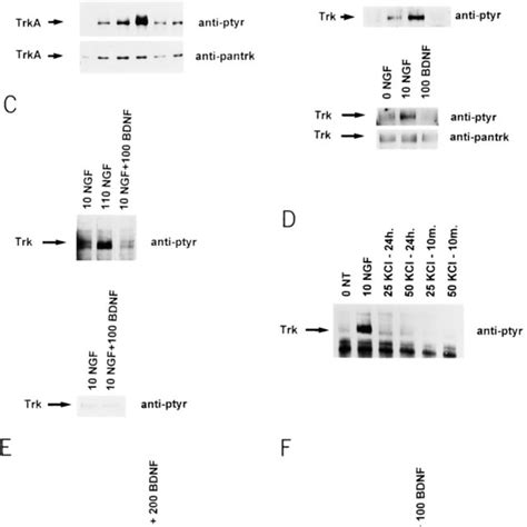 Morphology Of Sympathetic Neurons Of The Superior Cervical Ganglion In Download Scientific