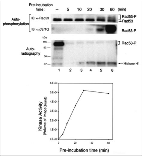 Rephosphorylation And Kinase Activity Of Recombinant Rad53 Recombinant