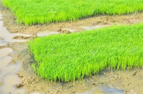 ଧାନ ତଳିର ଉପଯୁକ୍ତ ଯତ୍ନ Shyamala Subarna Agriculture Portal