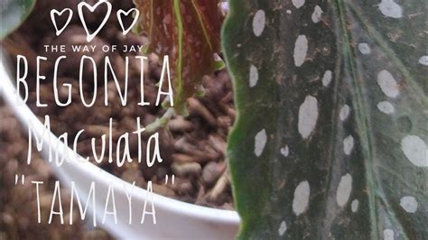 How To Propagate A Cane Begonia At Jeff Updike Blog