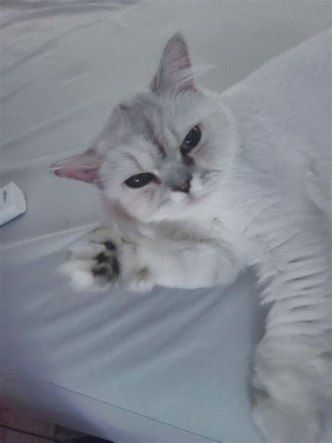 페르시안친칠라 소다 고양이 책임무료분양 ♥ 강아지무료분양 고양이무료분양 유기견입양 아이조아요양보호소