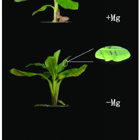 The Effect Of Mg Deficiency And Foliar Mg Application On The Growth Of