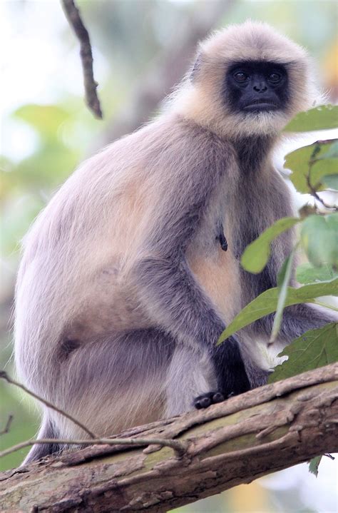 Semnopithecus Hypoleucos Malabar Sacred Langurs — Coke Smith Wildlife