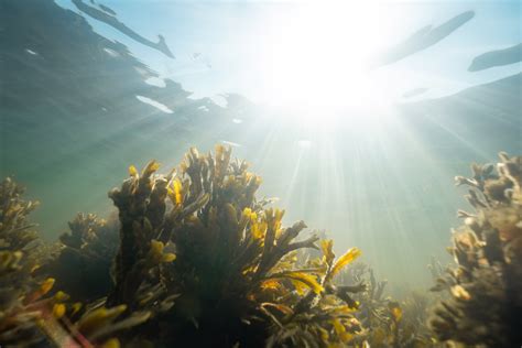 Crm Coastal Research And Management Blue Biotechnology