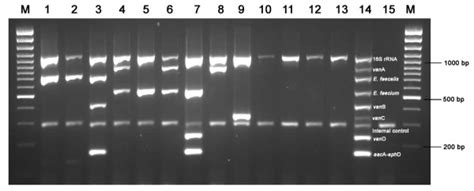A Nanoplex Pcr Assay For The Rapid Detection Of Vancomycin And Bifunctional Aminoglycoside