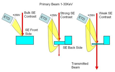 Schematics Of Se Yield For Se Emitted From Front And Back Sides For Download Scientific Diagram