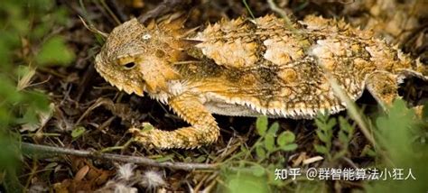 2024年新提出的算法a Novel Metaheuristic Inspired By Horned Lizard Defense