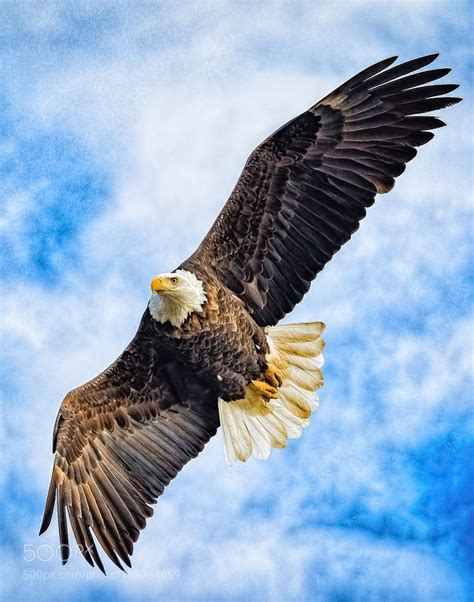 Bald Eagle Fly Over By Davidbrown5 Bald Eagle Bald Eagle Flying