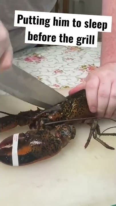 Killing a Lobster before he went on to the grill to cook. - YouTube